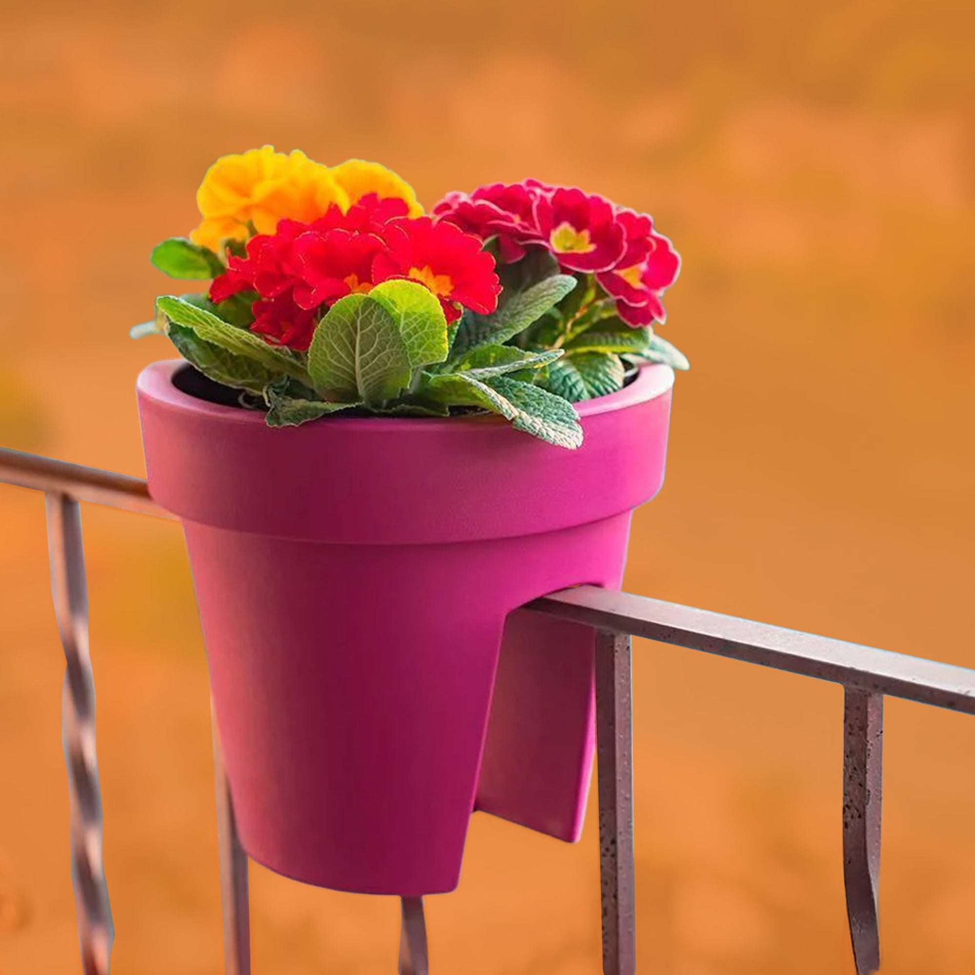 Suculentas, Naturales, Excelente Calidad -Tumatera — Tumatera.co