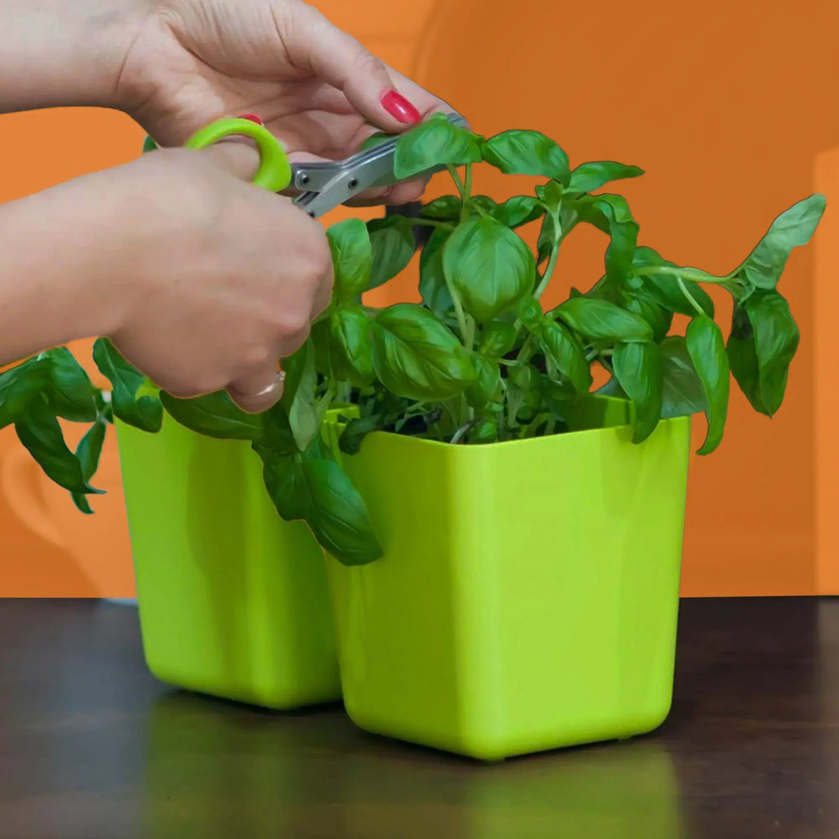 Materas para Aromáticas - Tumatera.com