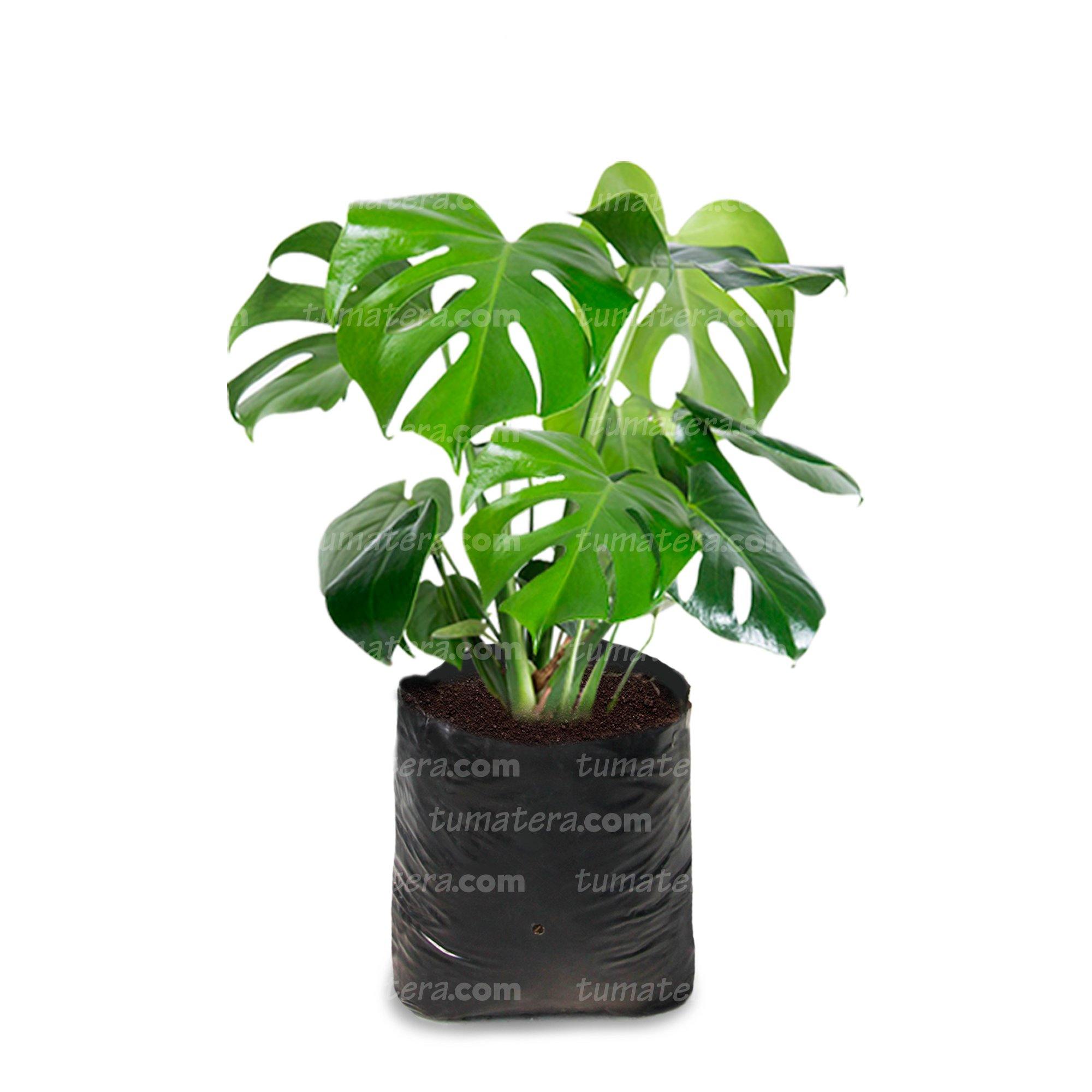 Planta Balazo, Conocida como la Monstera deliciosa- Tumatera — Tumatera.co