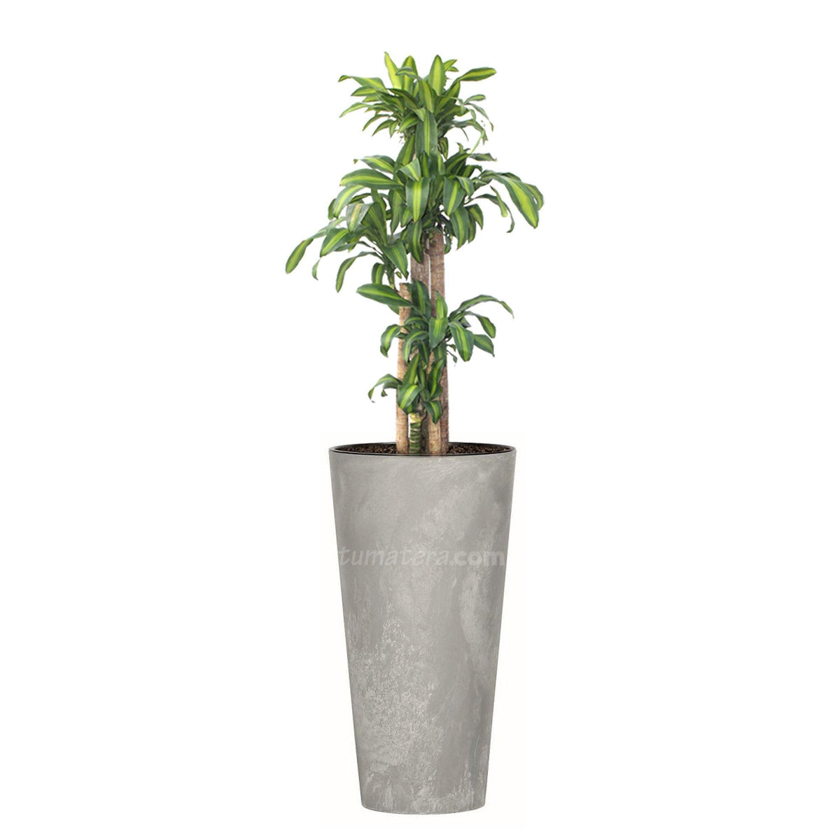 Combo Tubus Beton 57 Cm Con Palo De Brasil- Tumatera.Co — Tumatera.co